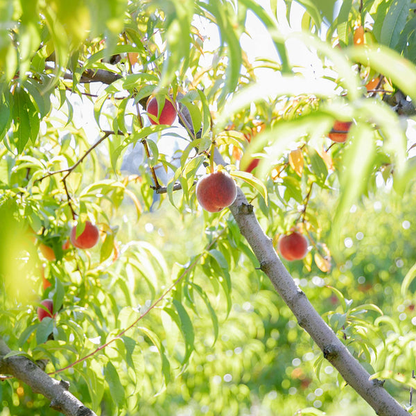 Small Summer Joys: Peach Picking Tips & Tricks – Schoolhouse